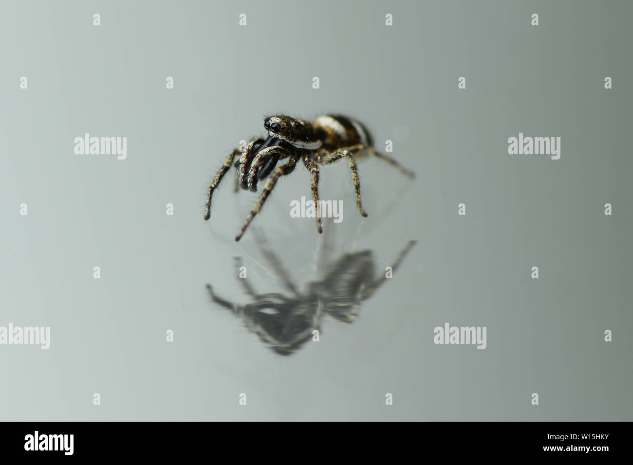 Jumping Spider (Salticus scenicus) on mirror background. High ...