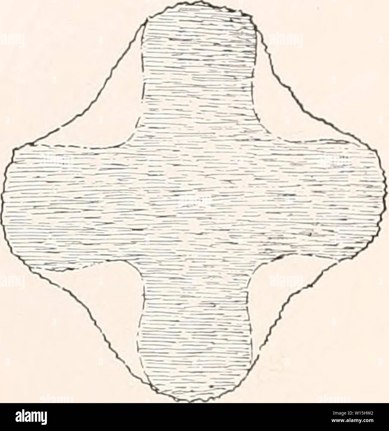 Patagium hi-res stock photography and images - Alamy