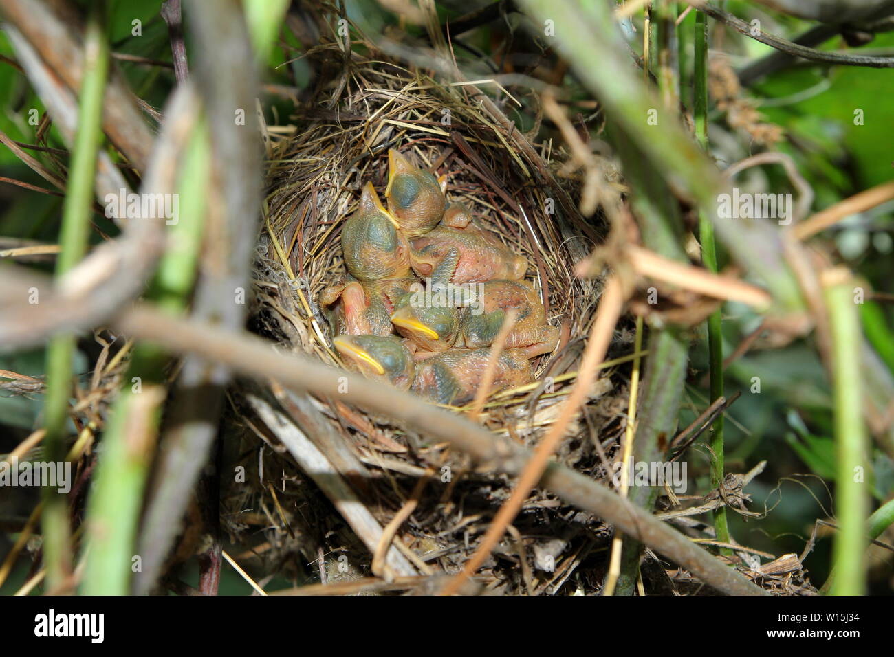 Baby nightingale hi-res stock photography and images - Alamy