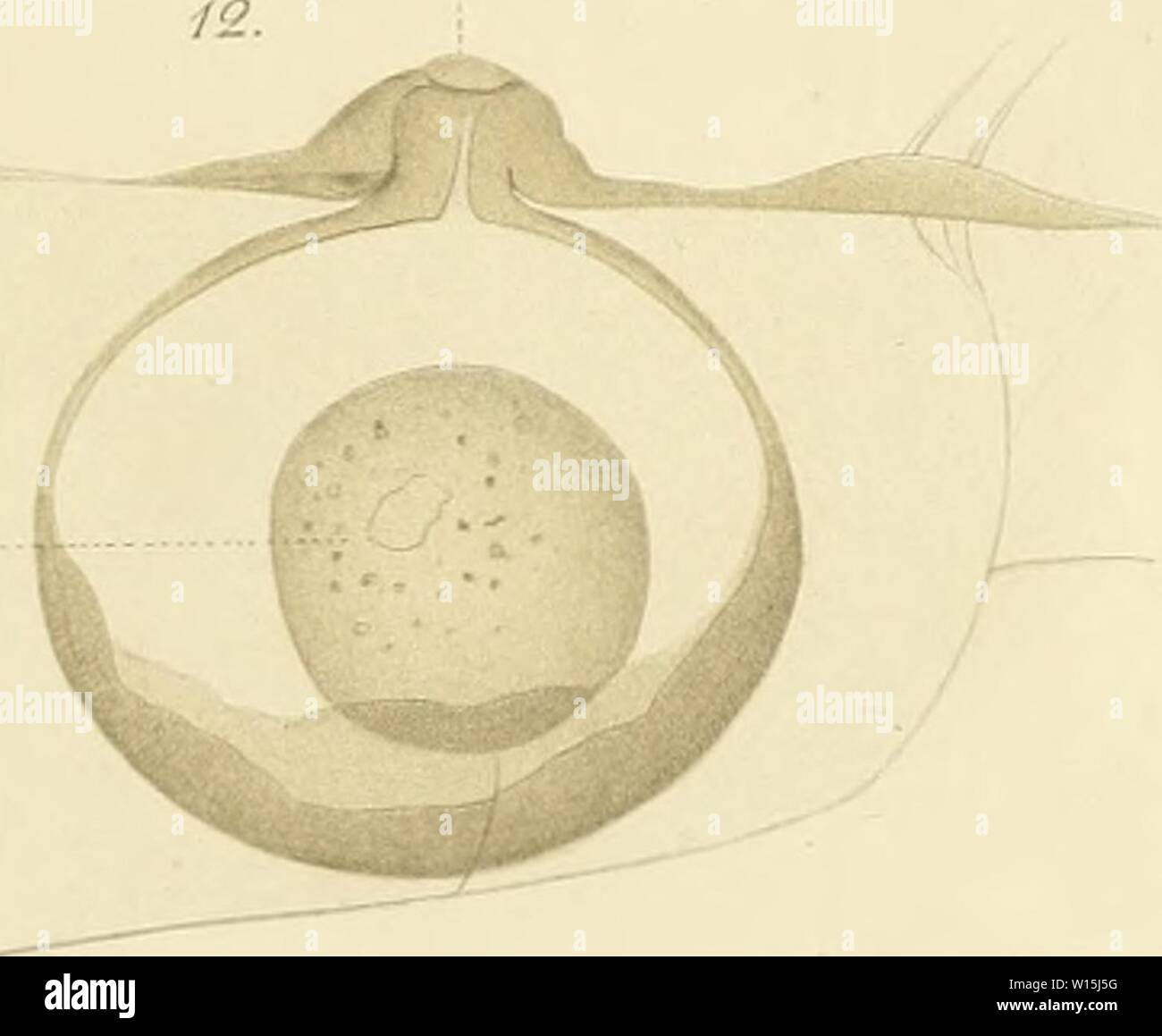 Doliolum High Resolution Stock Photography and Images - Alamy
