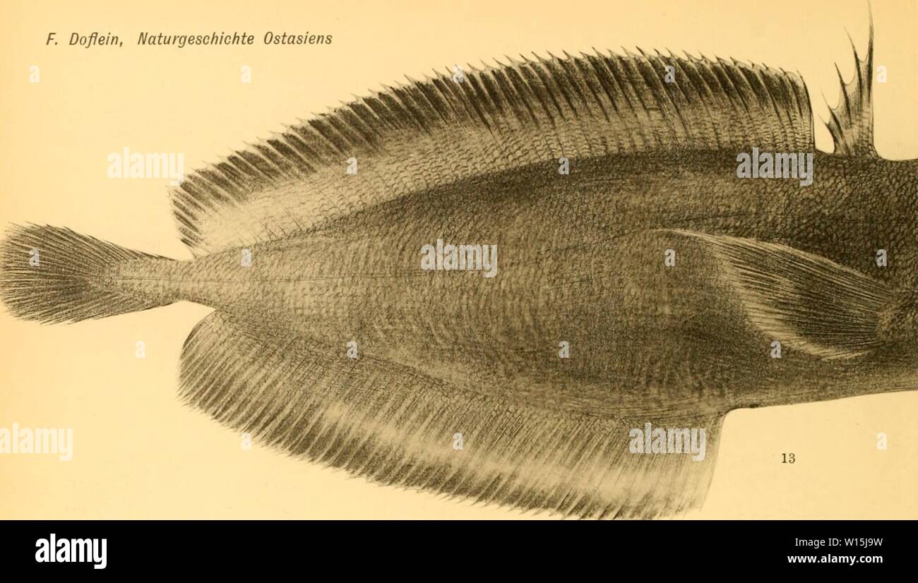 Archive image from page 157 of Die japanische Knochenfische der ...
