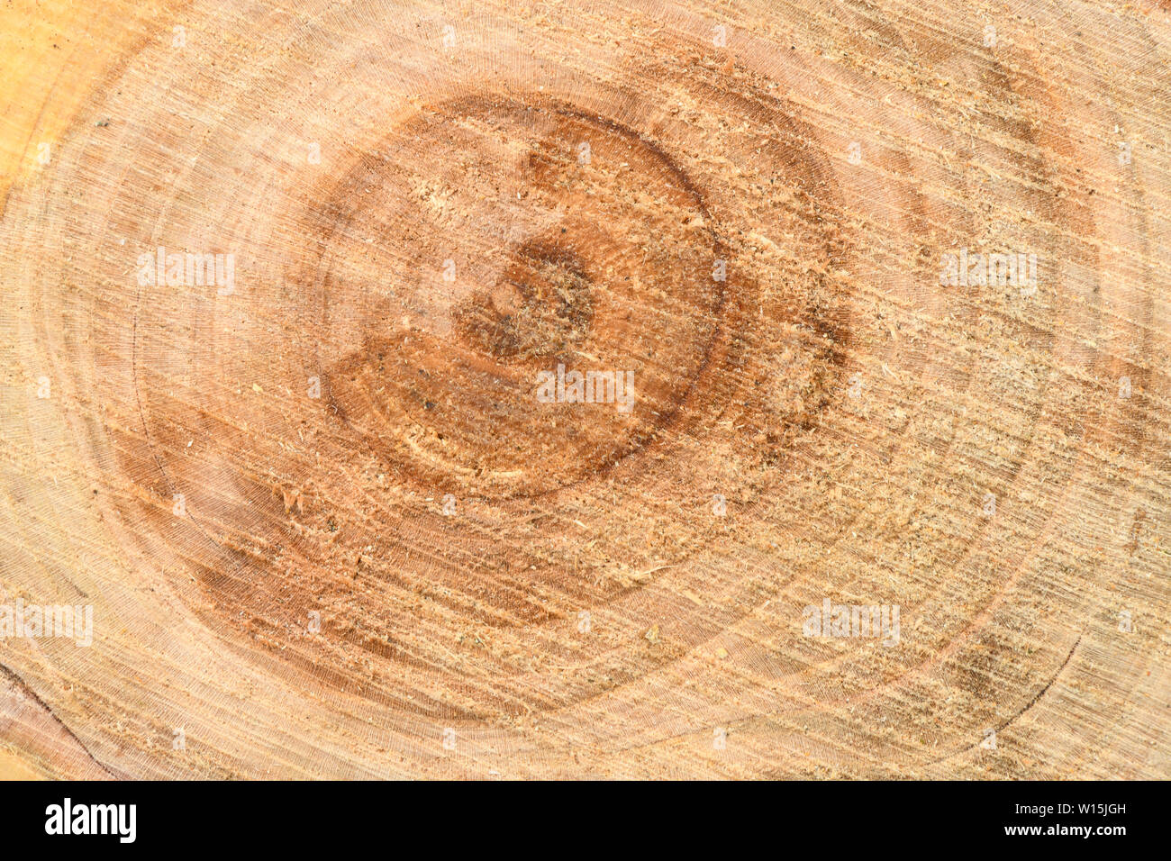 Top view of the surface of the fresh stump with annual rings closeup ...