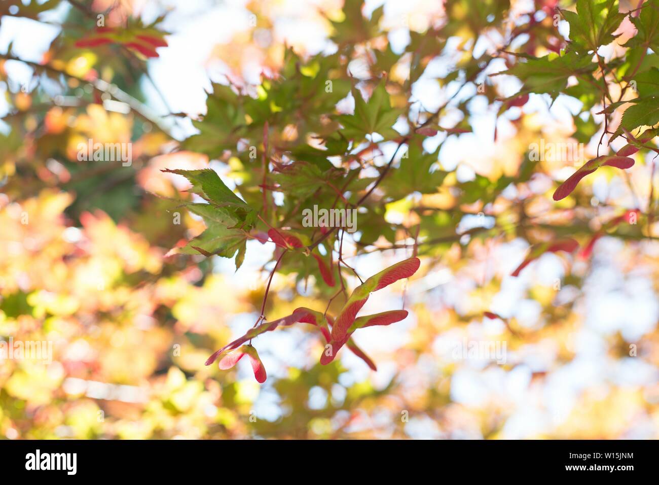 Acer Palmatum 'Purple Ghost' Japanese maple tree, close up Stock Photo ...