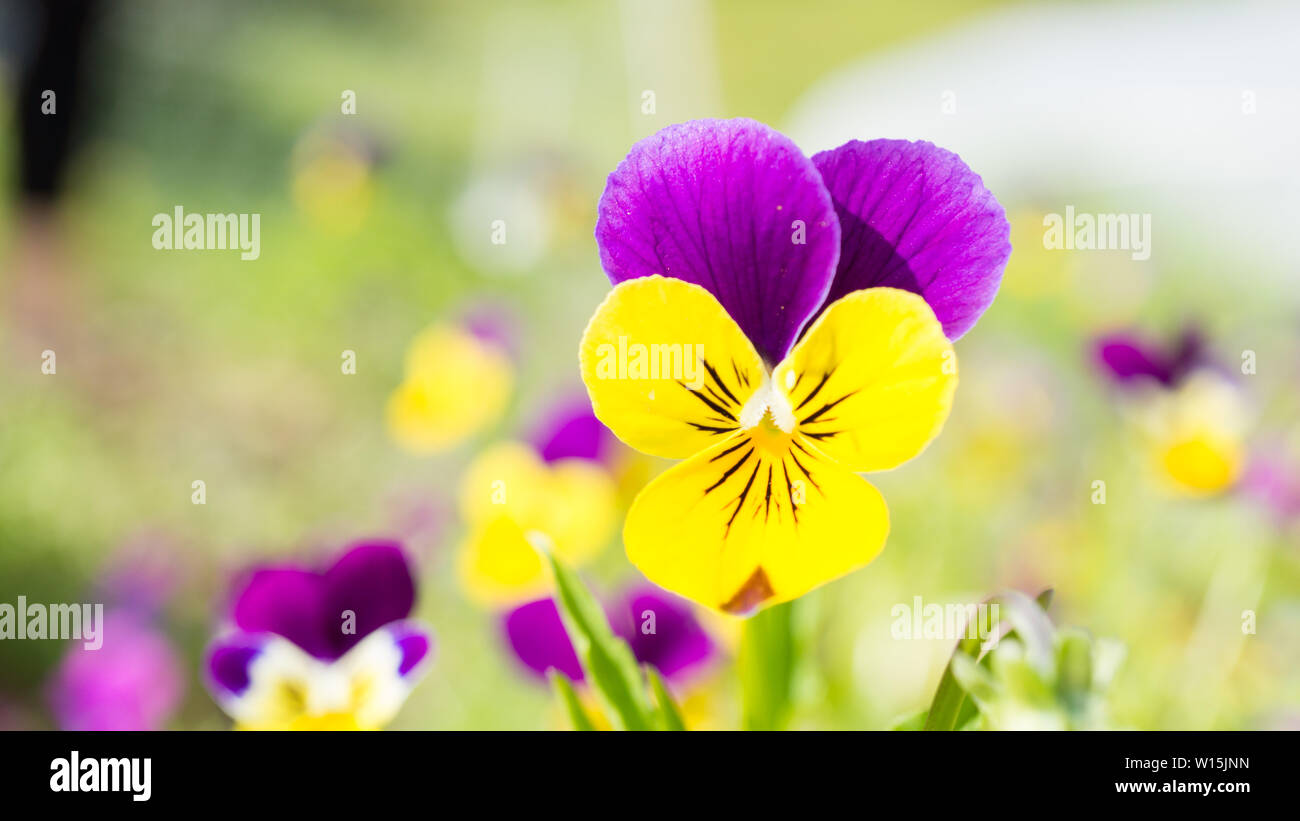 Purple, yellow, field of violets outdoor garden Stock Photo - Alamy