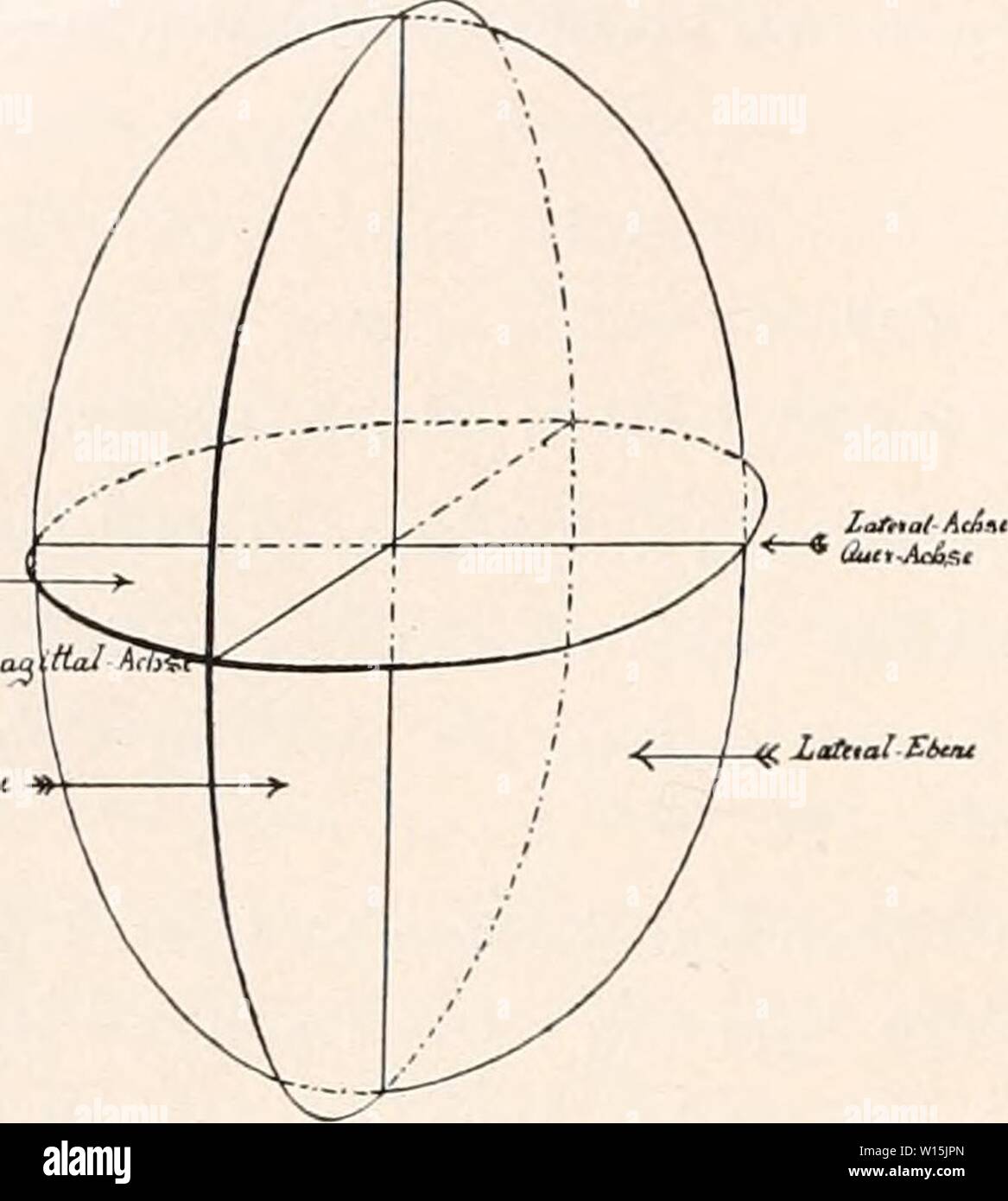 Sagittal s hi-res stock photography and images - Alamy