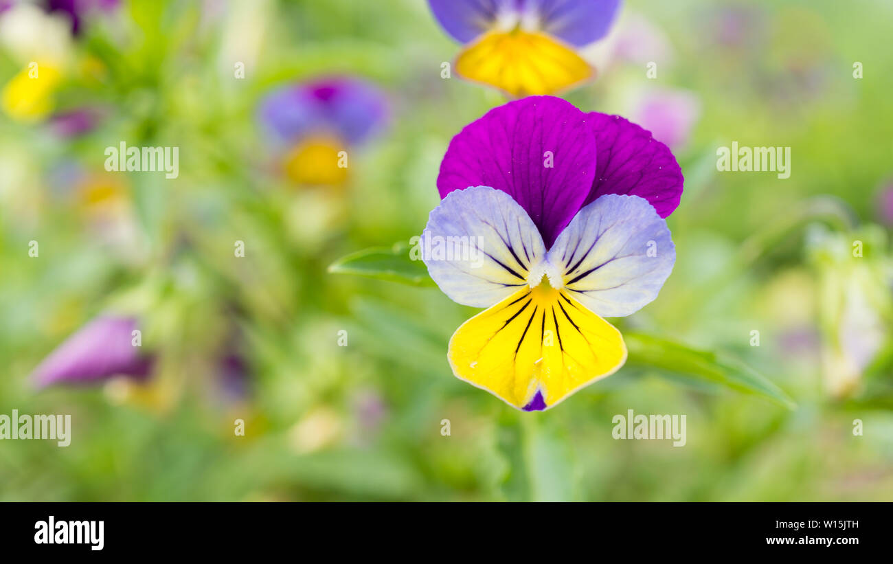 Purple, yellow, field of violets outdoor garden Stock Photo - Alamy