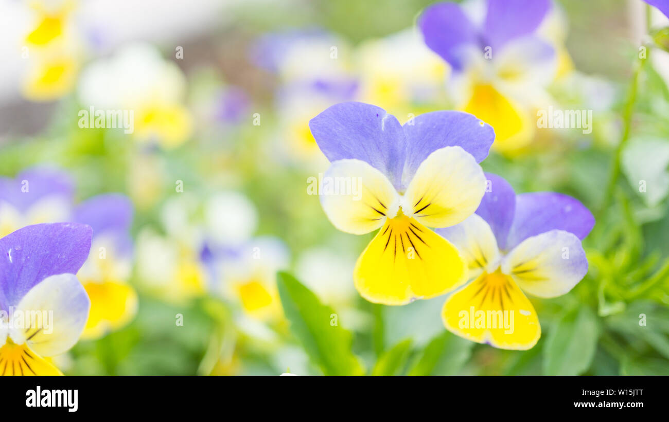 Purple, yellow, field of violets outdoor garden Stock Photo - Alamy