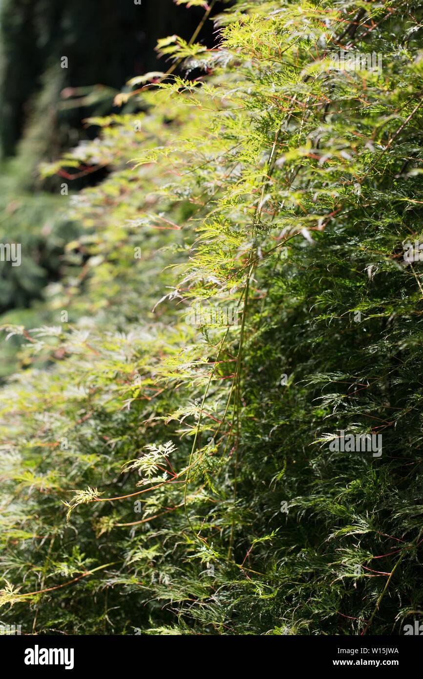 Acer Palmatum 'Emerald Lace' Japanese maple tree, close up Stock Photo ...