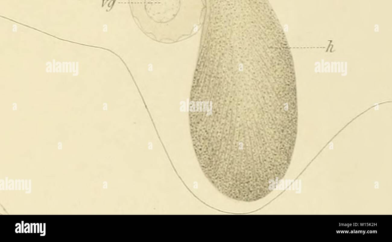 Doliolum High Resolution Stock Photography and Images - Alamy