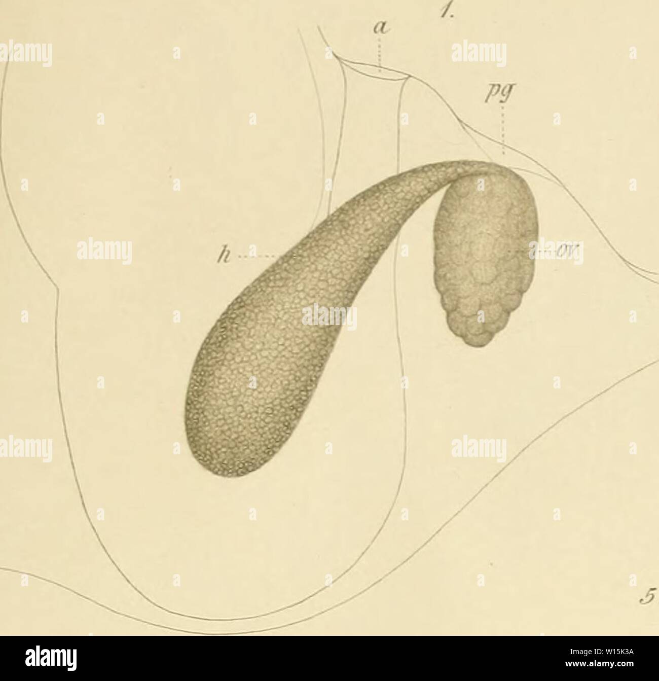 Archive image from page 160 of Die arten der gattung Doliolum Stock ...