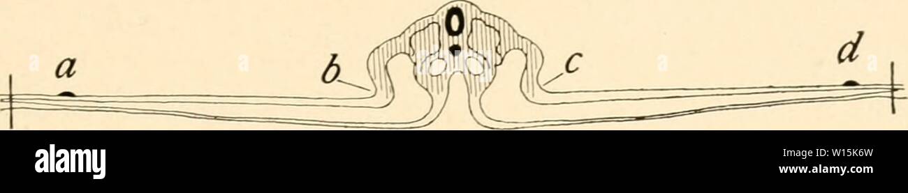 Archive image from page 160 of The development of the chick;. The ...