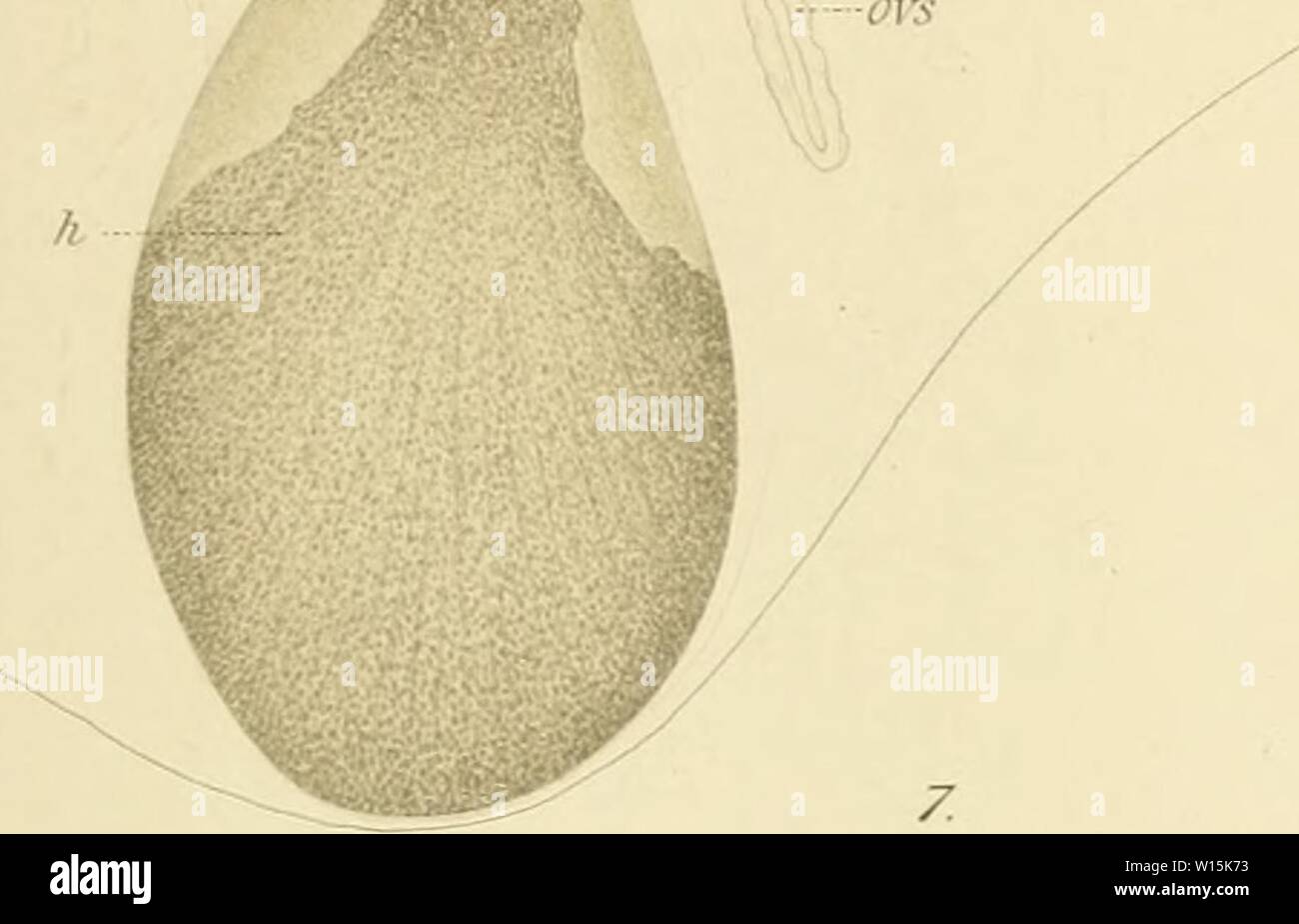 Doliolum High Resolution Stock Photography and Images - Alamy