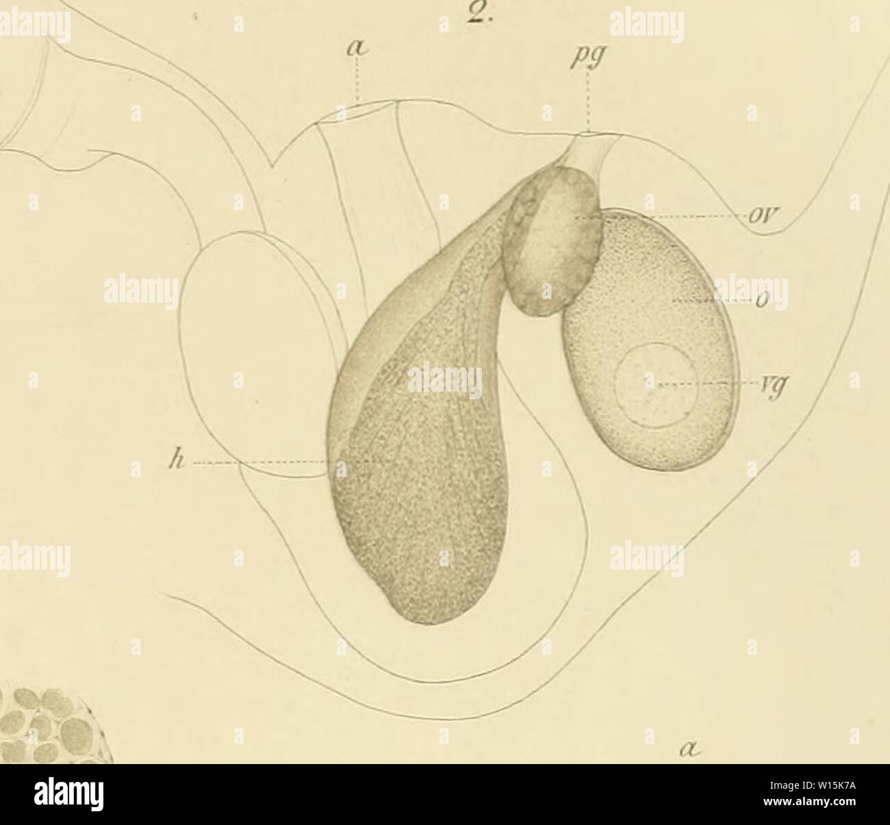 Doliolum High Resolution Stock Photography and Images - Alamy