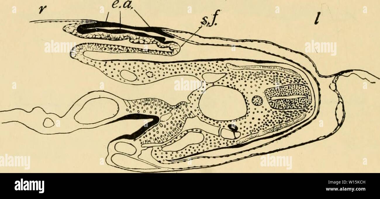 Archive image from page 161 of The development of the chick. The ...