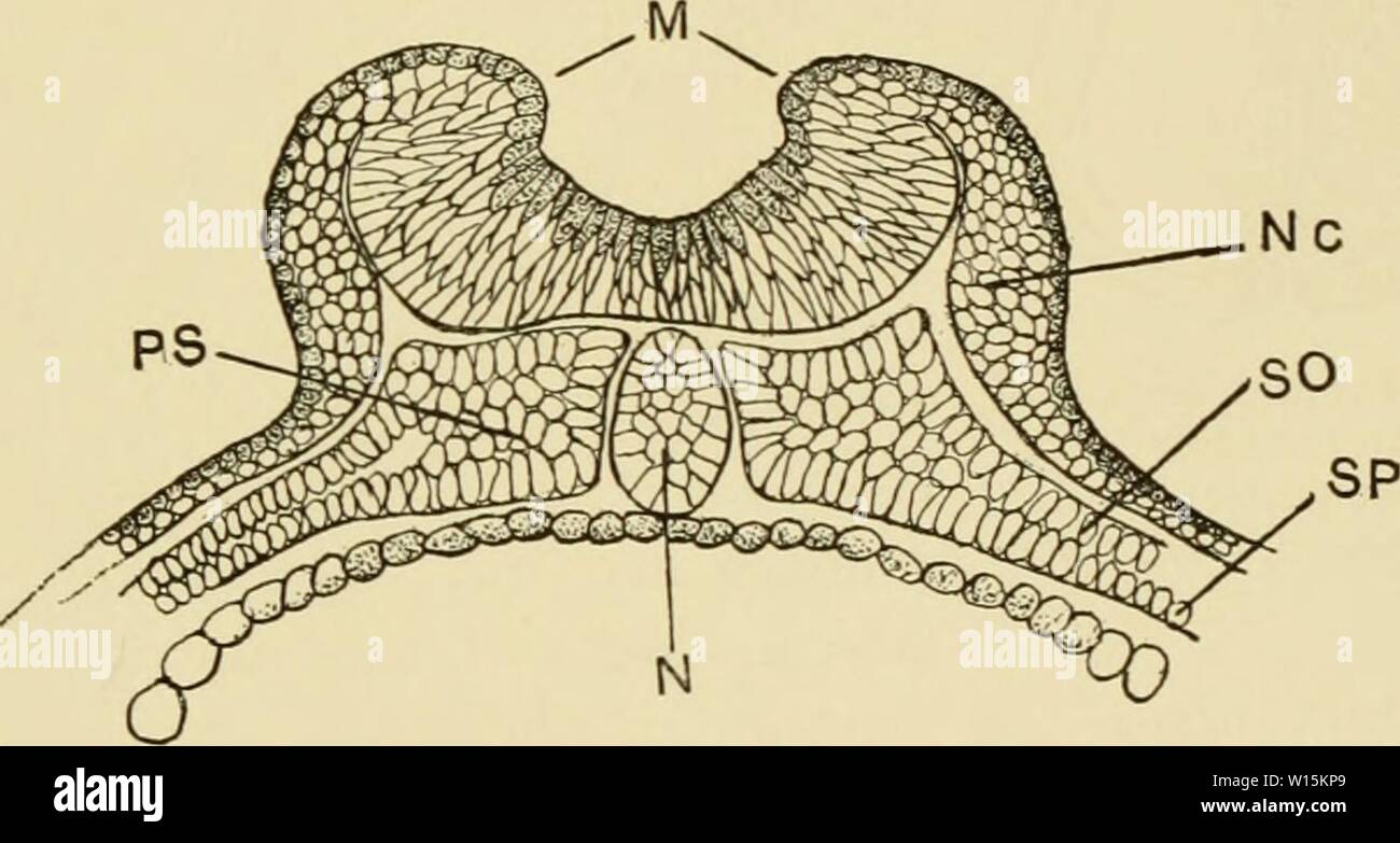 Mesodermal High Resolution Stock Photography and Images - Alamy