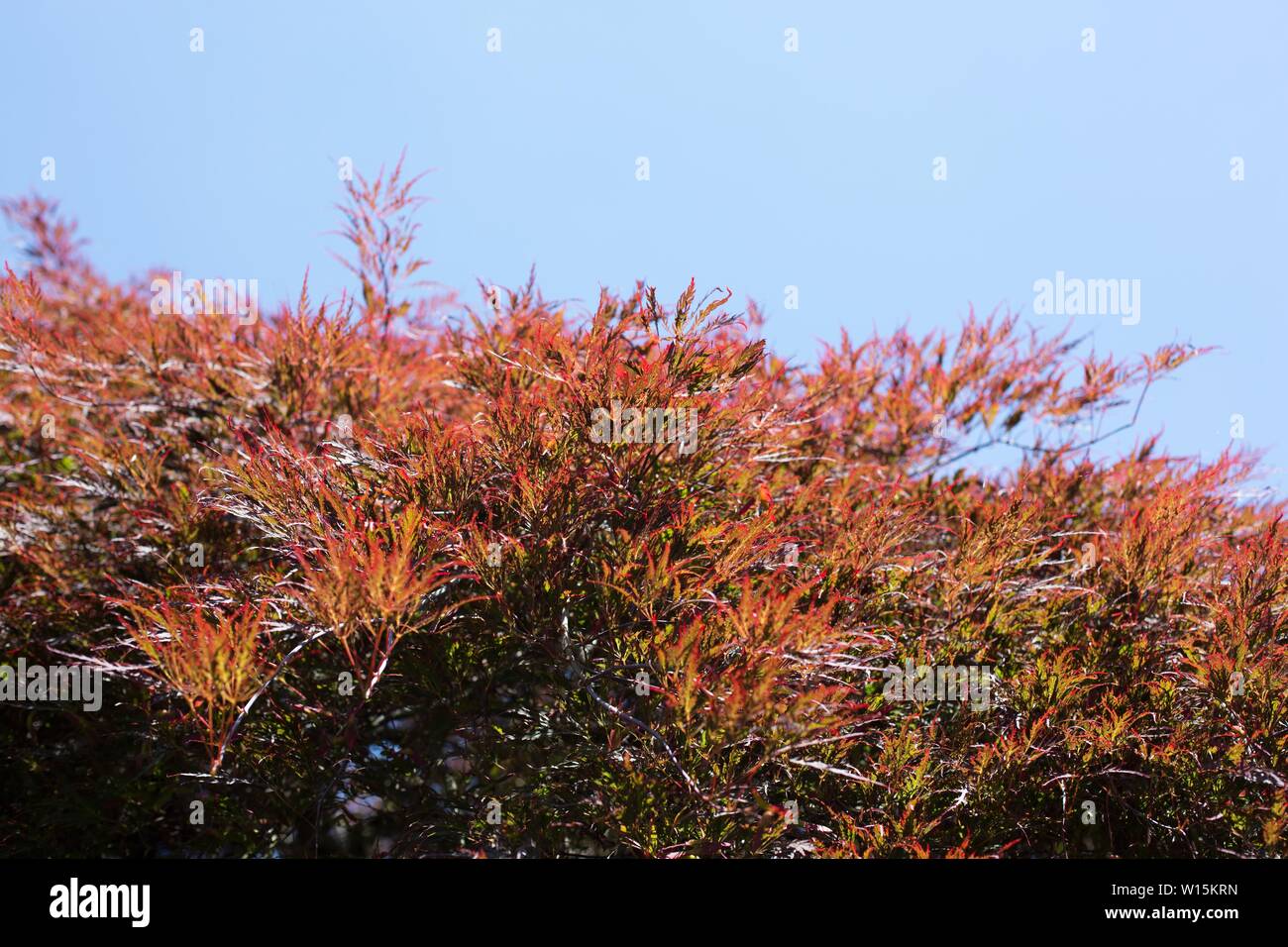 Acer Palmatum 'Ever Red' Japanese maple tree, close up Stock Photo - Alamy