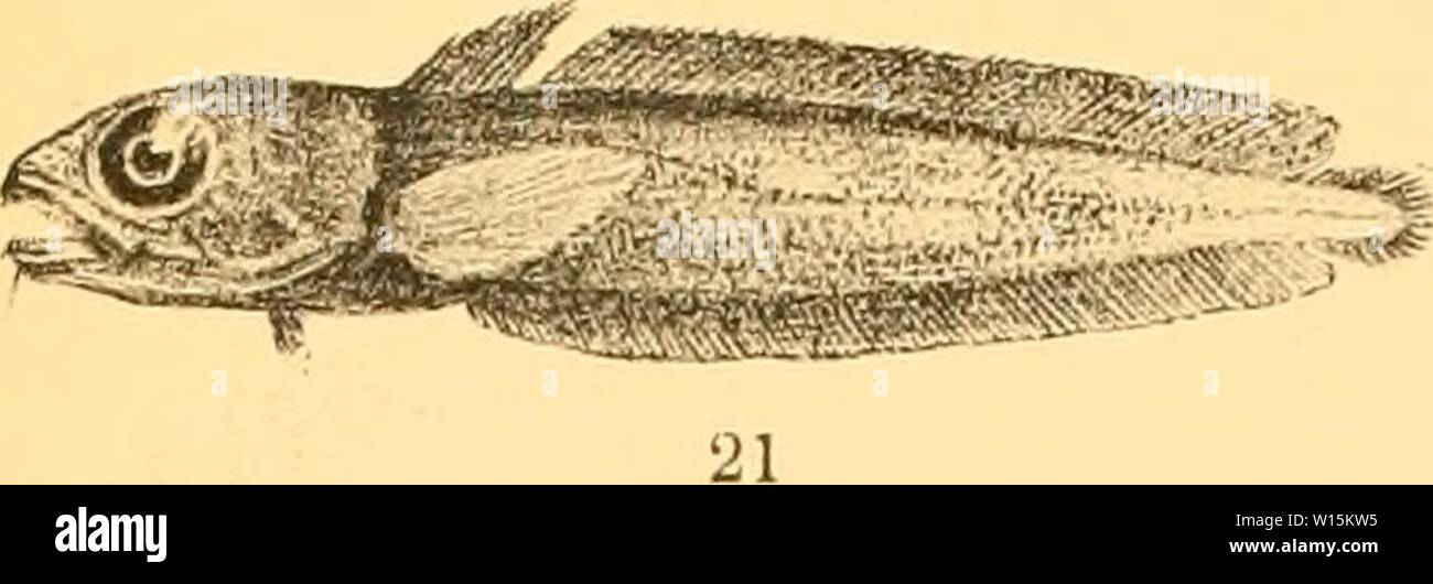 Archive image from page 163 of Die japanische Knochenfische der ...