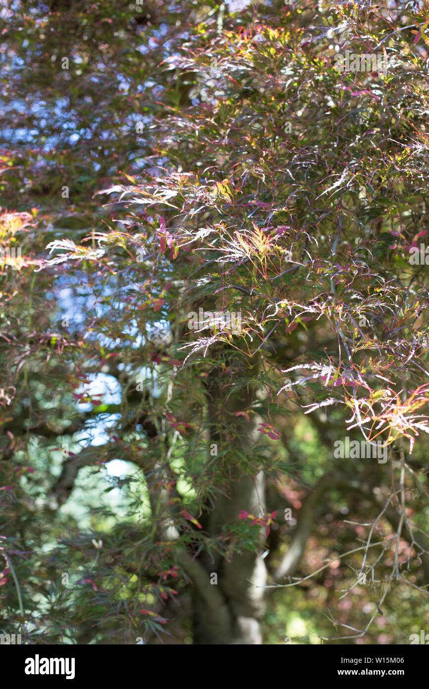 Acer Palmatum 'Ever Red' Japanese maple tree, close up Stock Photo - Alamy