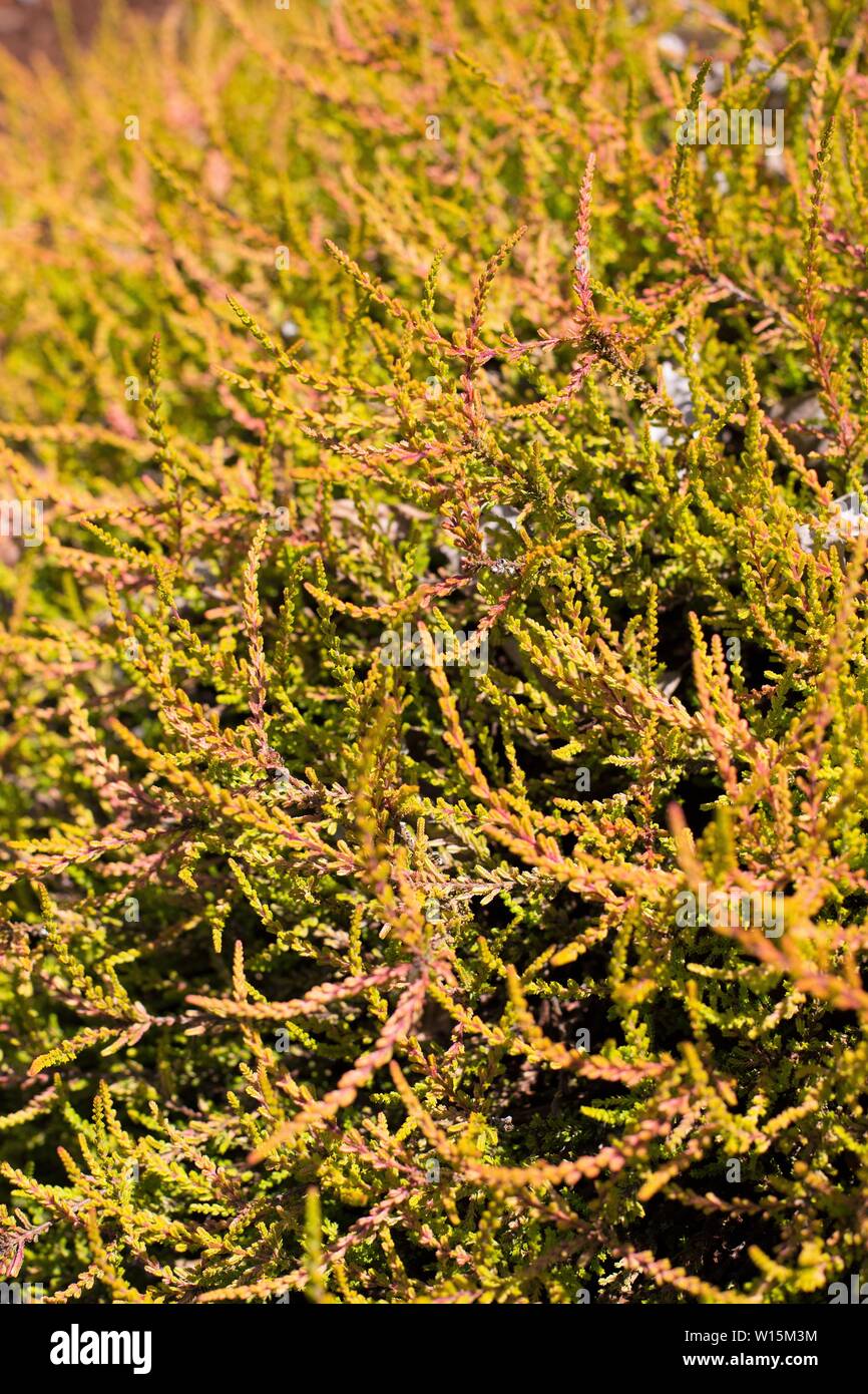 Wickwar High Resolution Stock Photography and Images - Alamy