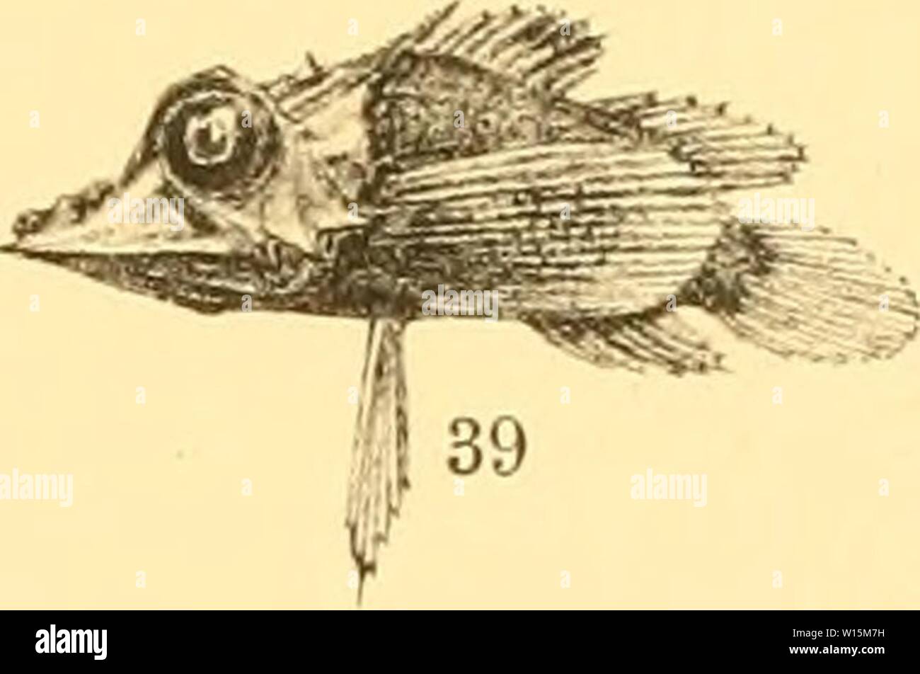 Archive image from page 164 of Die japanische Knochenfische der ...