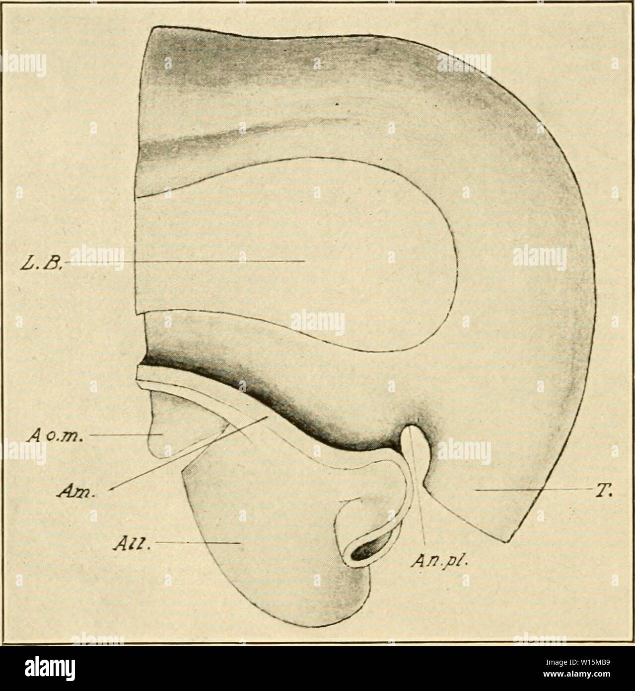 Allantois hi-res stock photography and images - Alamy
