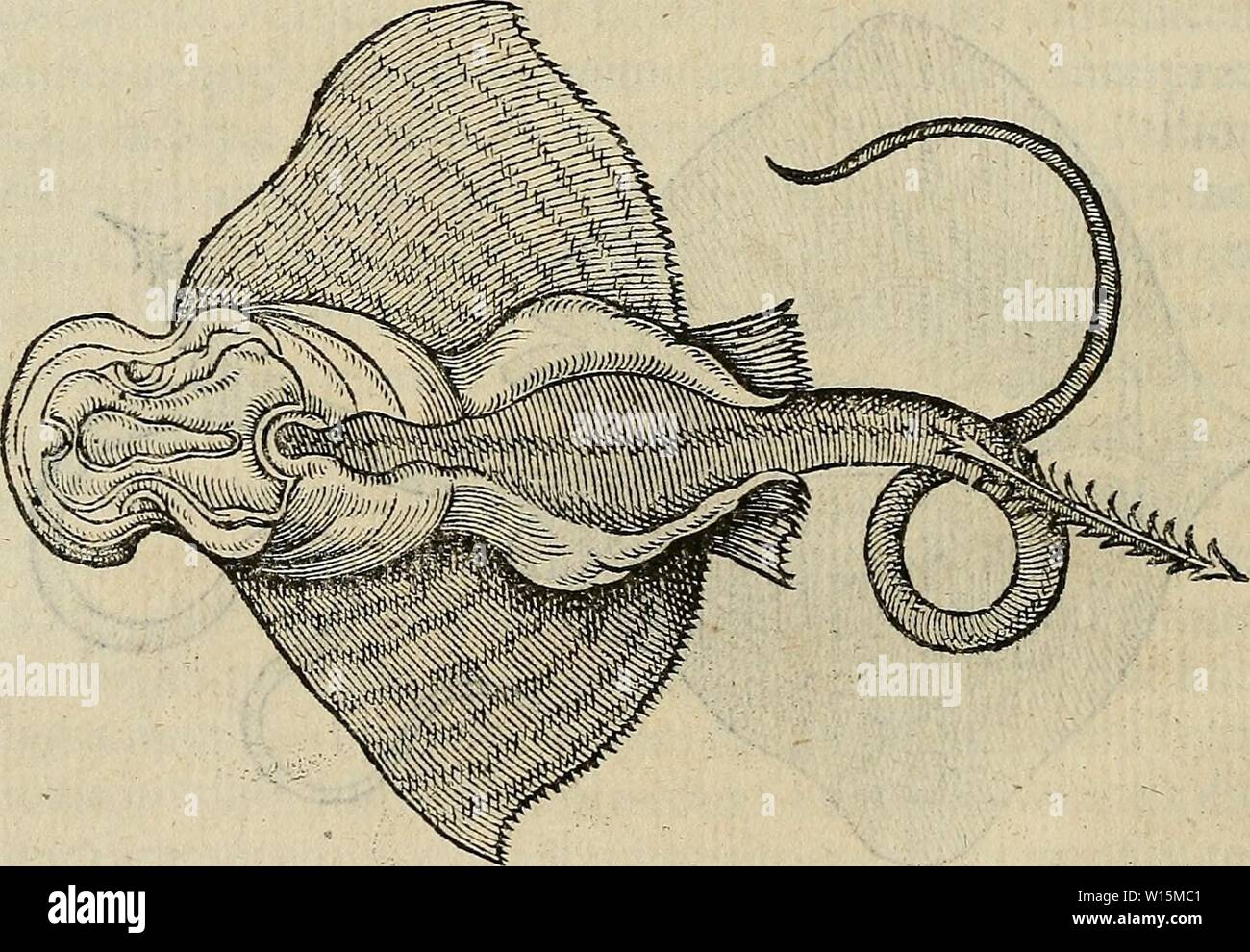 Queue de rat hi-res stock photography and images - Alamy