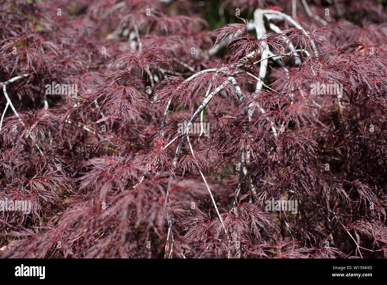 Acer palmatum 'Red Filigree Lace', close up Stock Photo - Alamy
