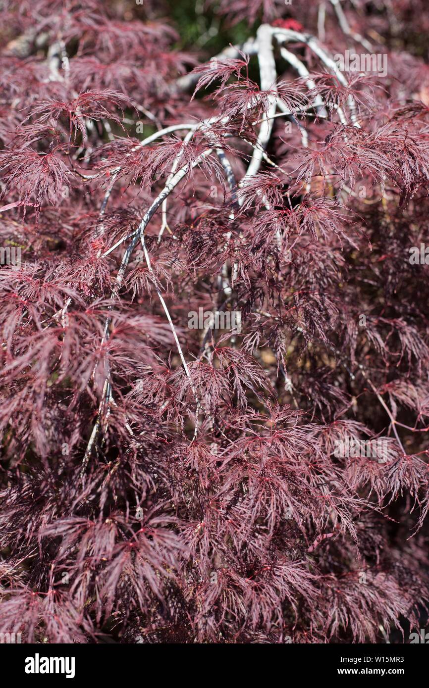 Acer palmatum 'Red Filigree Lace', close up Stock Photo - Alamy