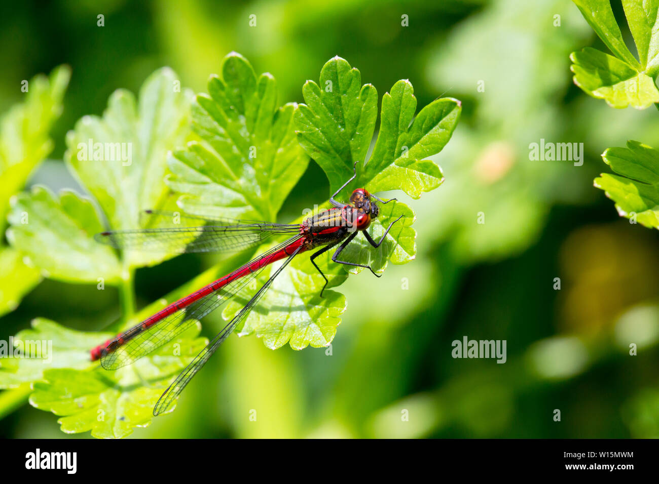 Large Red Damselfly, Pyrrhosoma nymphula, Windermere, UK Stock Photo ...