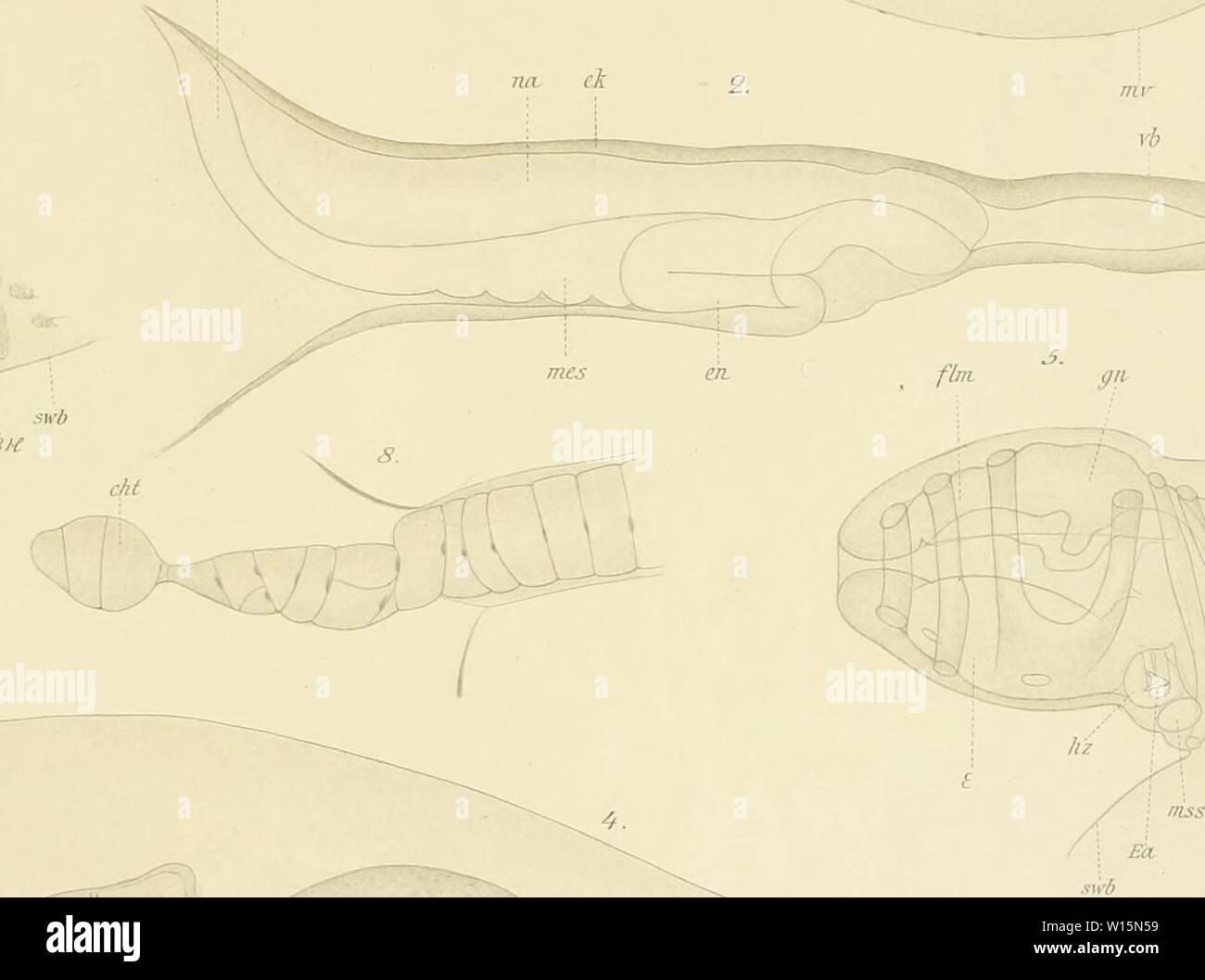 Doliolum High Resolution Stock Photography and Images - Alamy