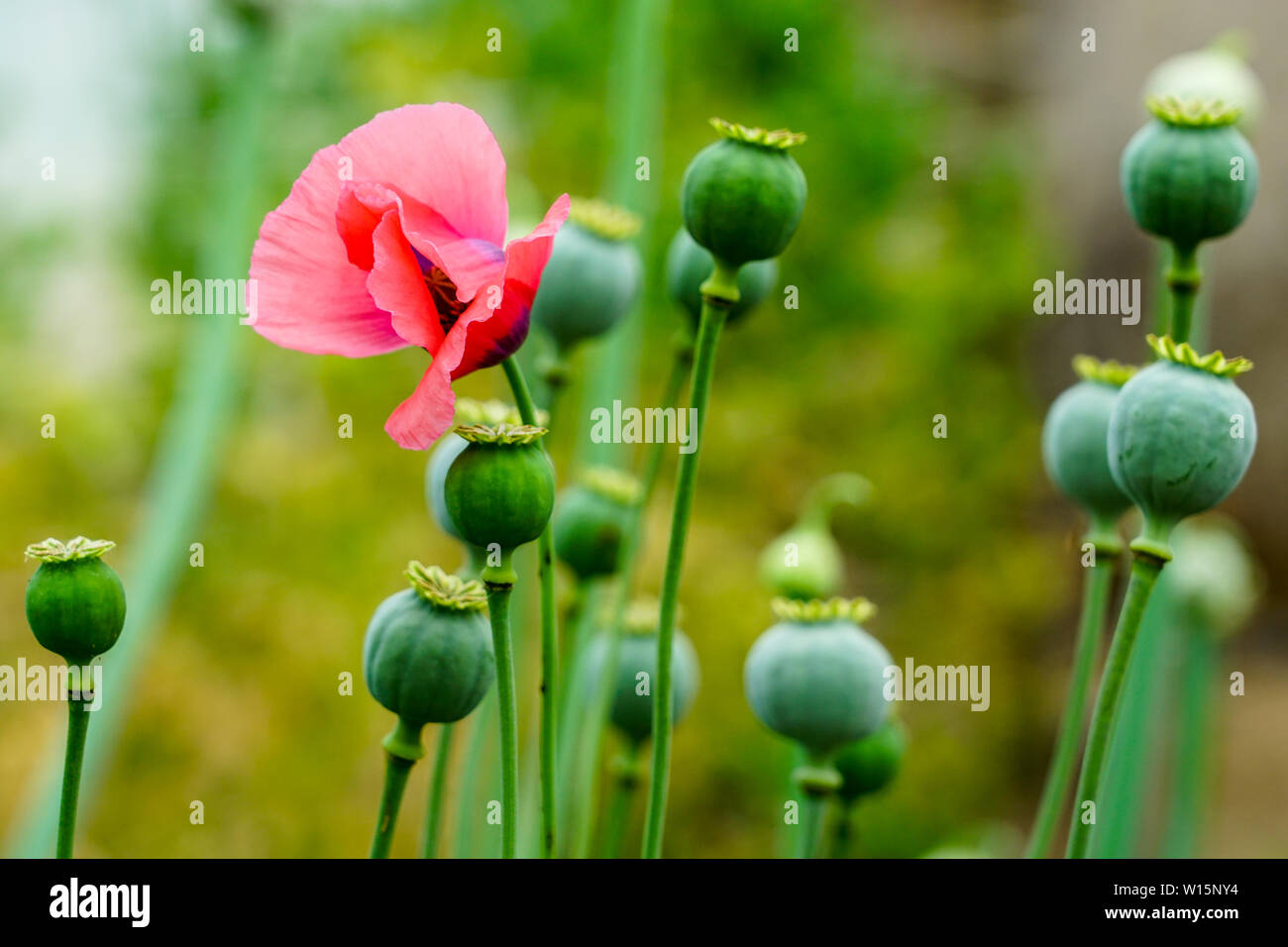 The fruit of the opium poppy, scientific name: papaver somniferum Stock ...