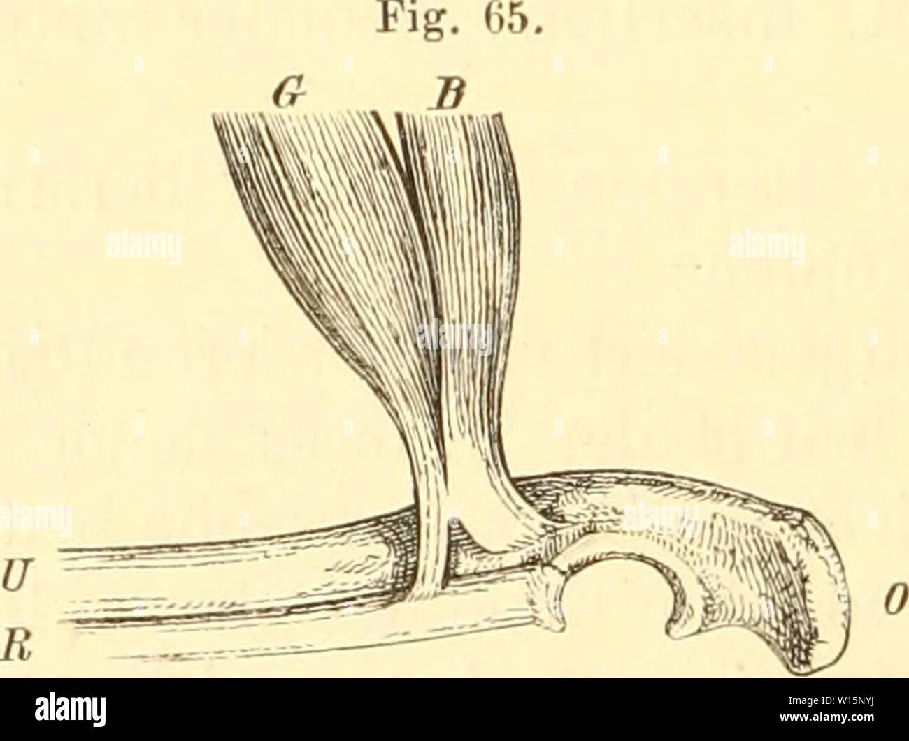 Ulna anatomie hi-res stock photography and images - Alamy