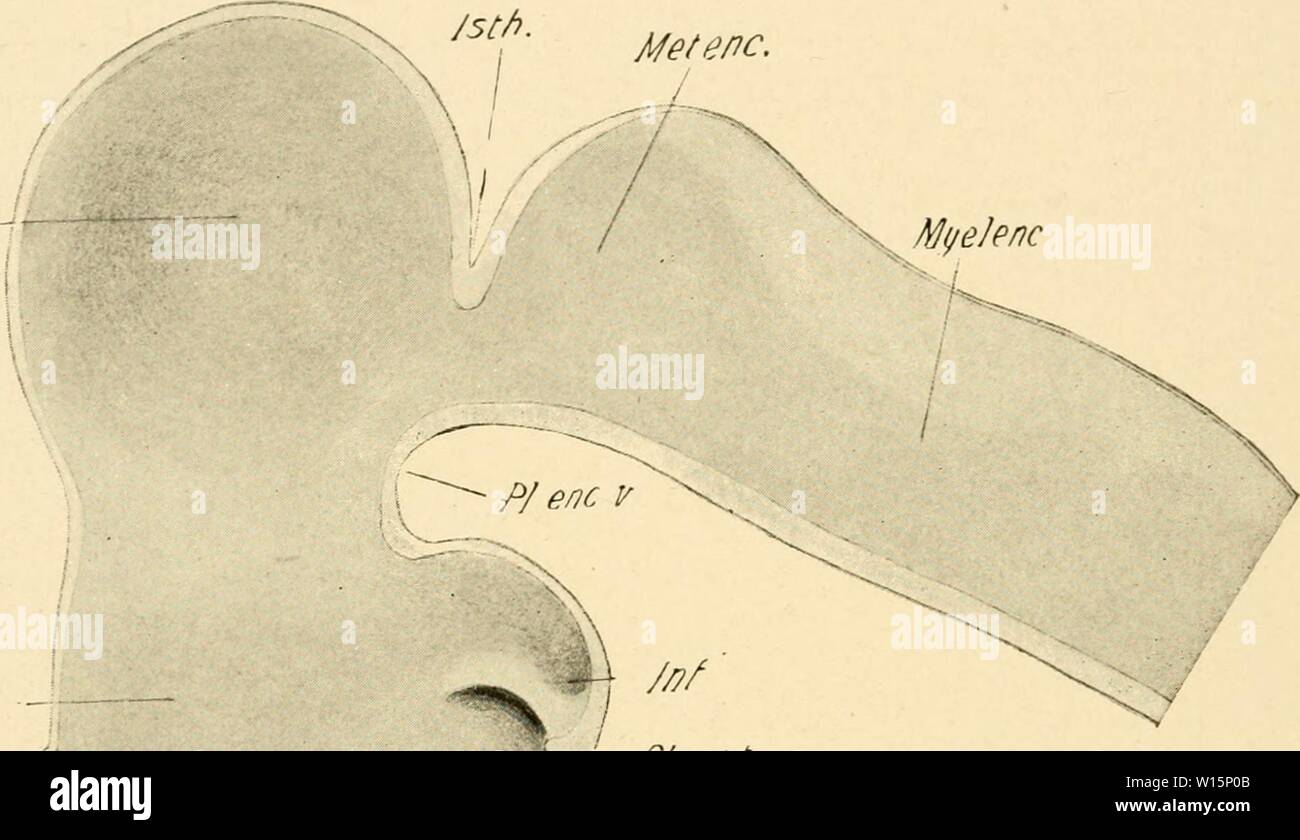 Lamina terminalis hi-res stock photography and images - Alamy