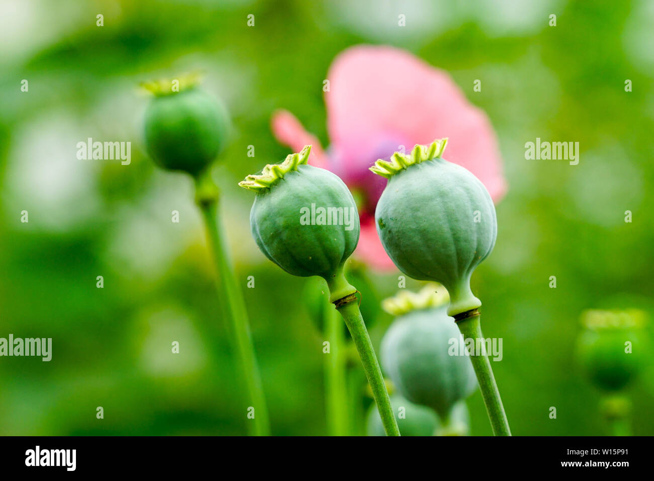 The fruit of the opium poppy, which is occasionally a photograph of the ...
