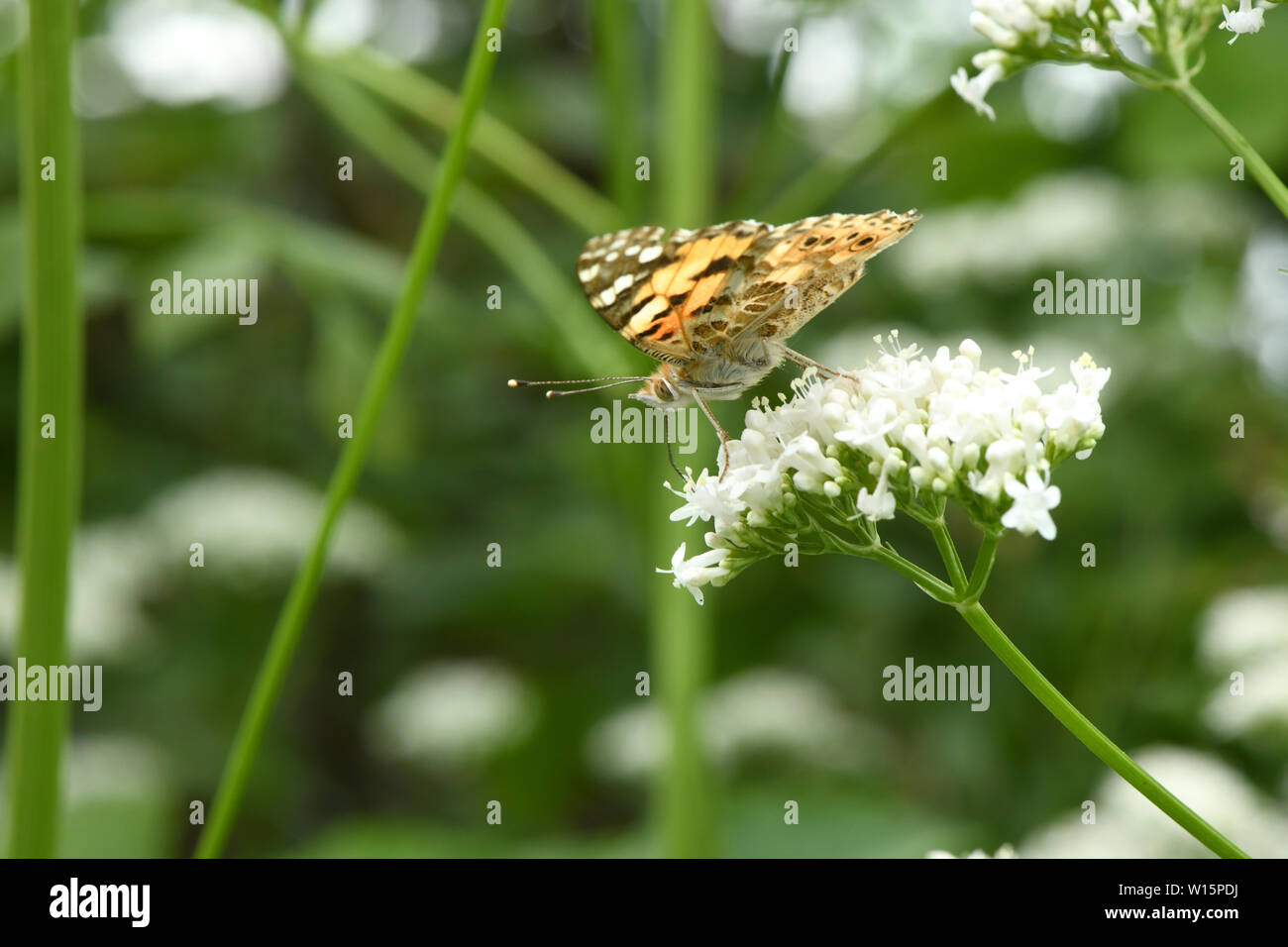 Beautiful painted lady (Vanessa cardui) pollinating at bright valerian ...