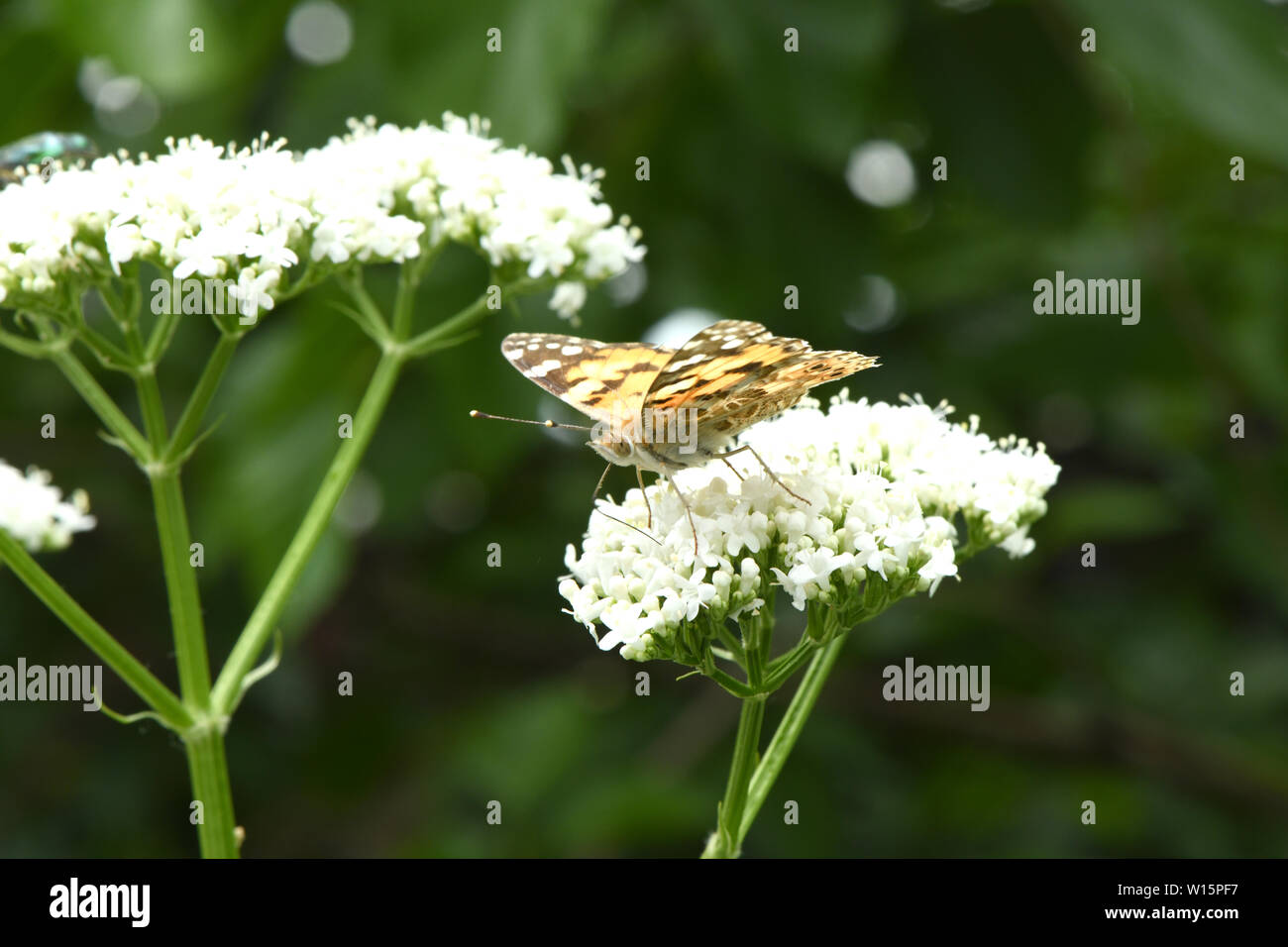 Beautiful painted lady (Vanessa cardui) pollinating at bright valerian ...