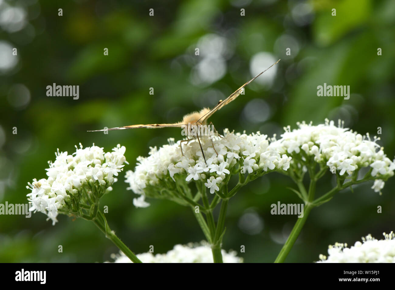 Beautiful painted lady (Vanessa cardui) pollinating at bright valerian ...