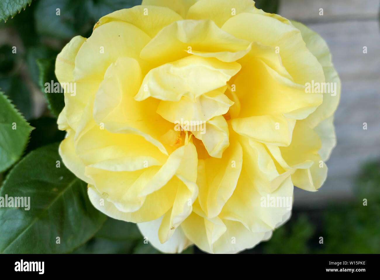 Bell rose hi-res stock photography and images - Alamy