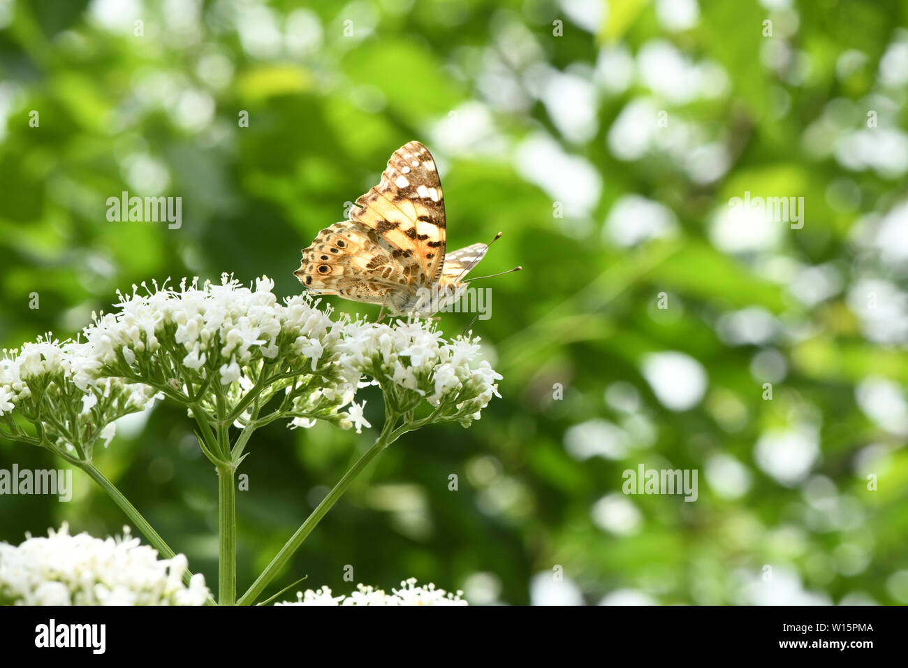 Beautiful painted lady (Vanessa cardui) pollinating at bright valerian ...