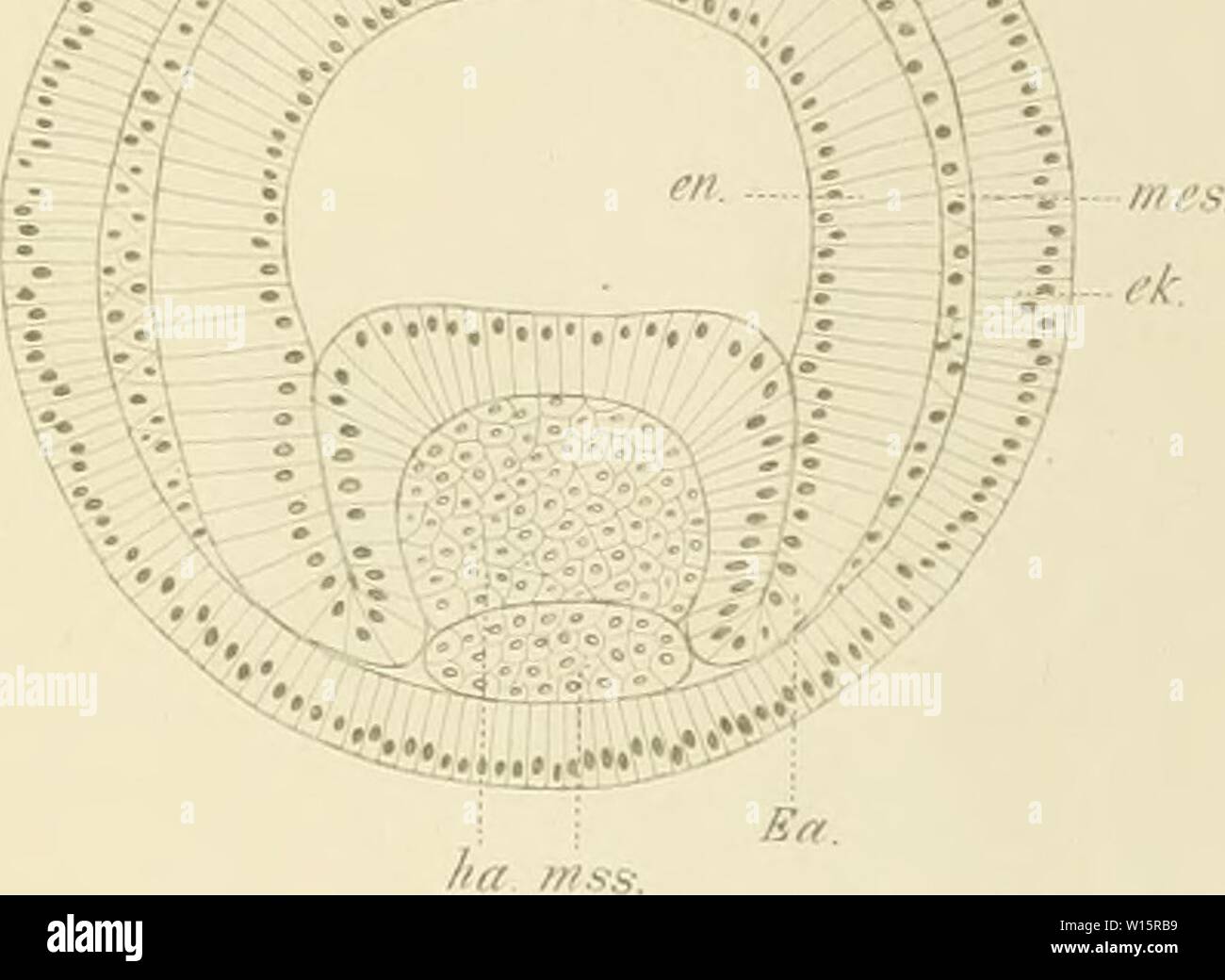 Doliolum High Resolution Stock Photography and Images - Alamy