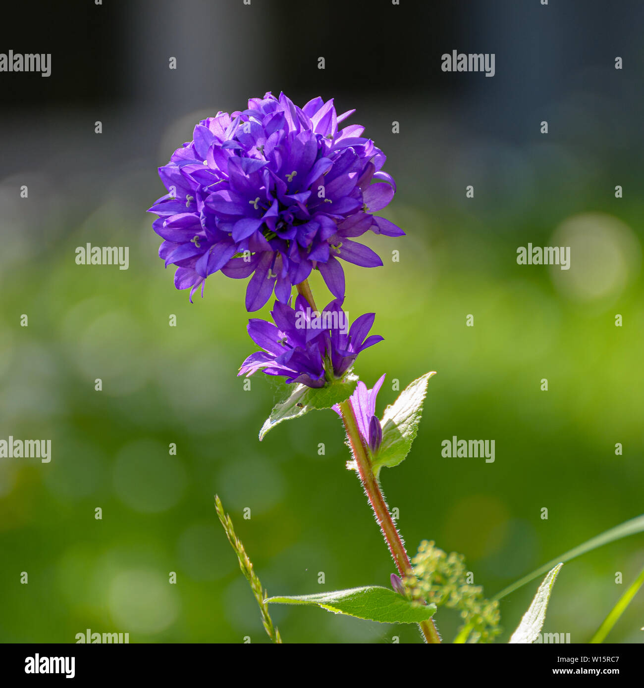 A blue flower in backlight in a garden Stock Photo - Alamy