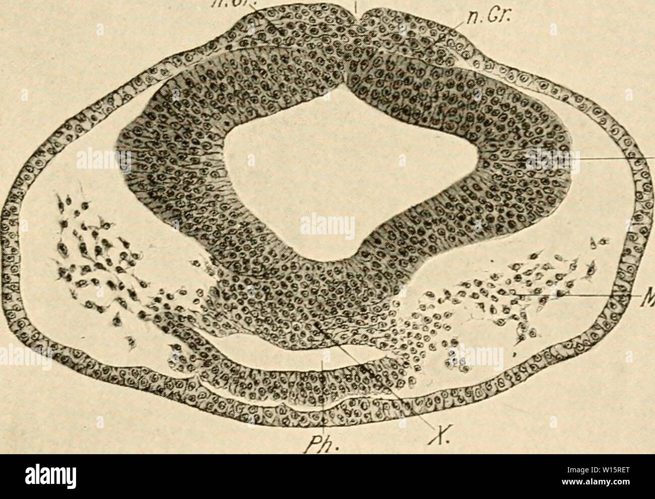 Cranial nerve drawing hi-res stock photography and images - Alamy