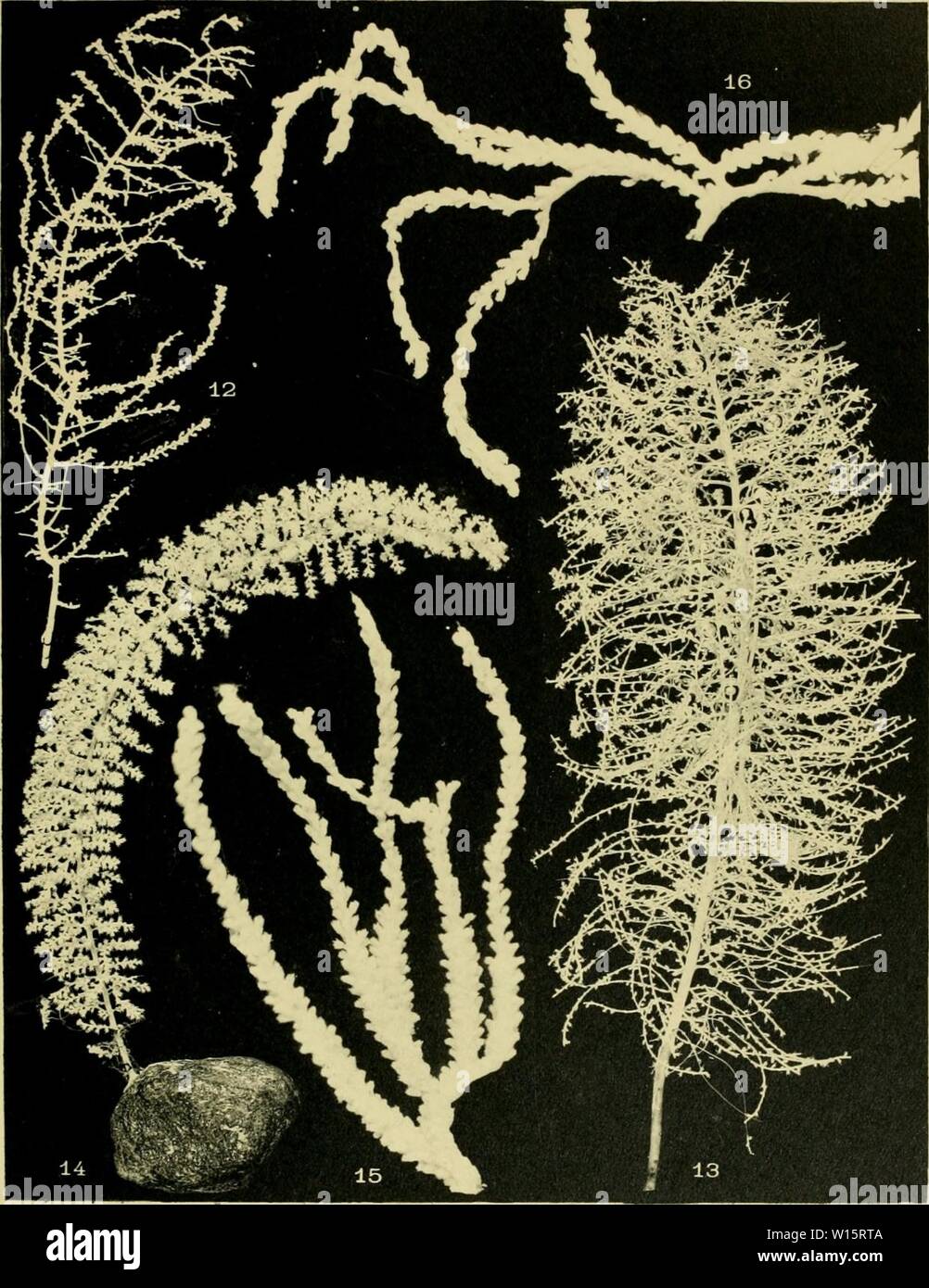 1914 15 16 hi-res stock photography and images - Alamy