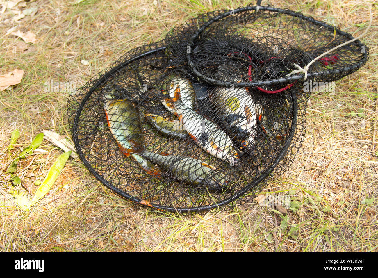 Fishing concept. Freshwater fish in the cage Stock Photo - Alamy