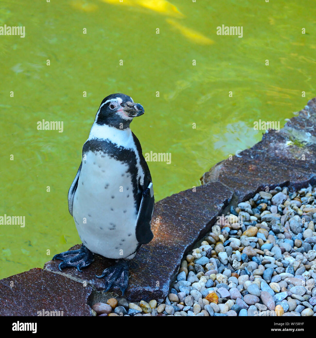 Penguin- flightless seabird of the southern hemisphere, with black ...