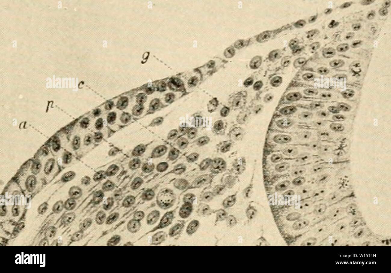 Trigeminus hi-res stock photography and images - Alamy