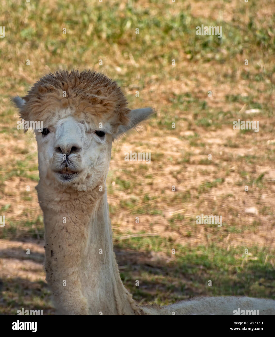Cute close portrait of a llama. Lama glama. Pale colour Stock Photo - Alamy