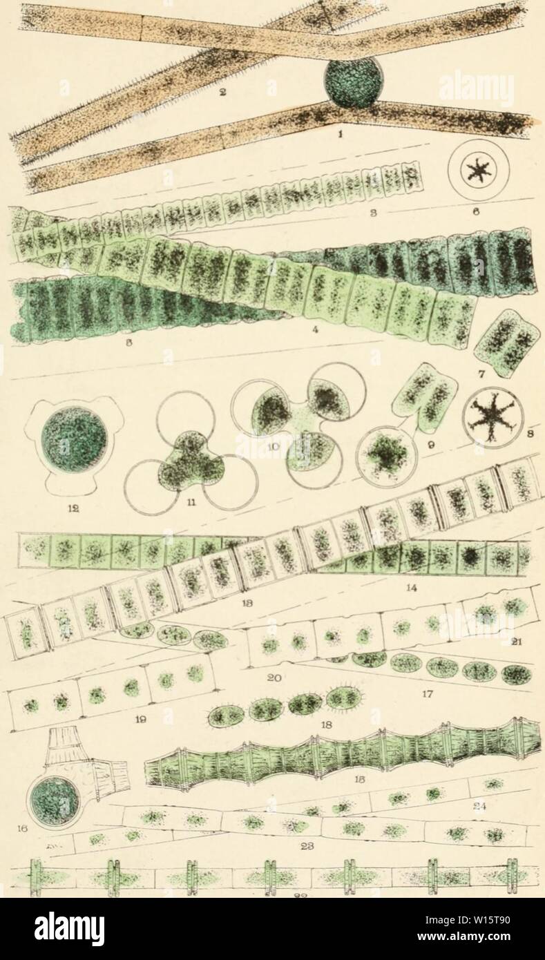 Archive image from page 180 of Desmids of the United States. Desmids of ...