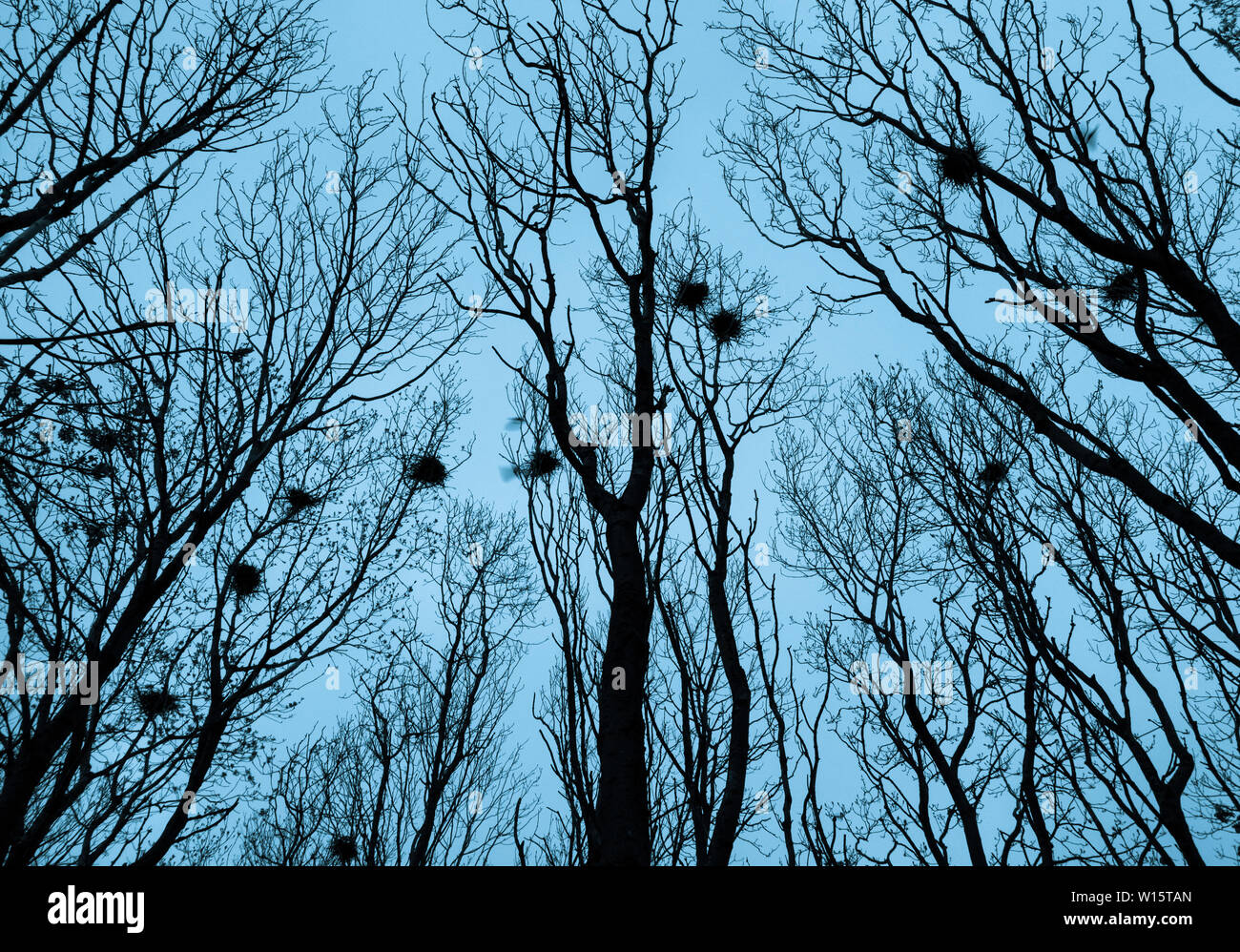 Rooks (Corvus frugilegus ) nest site, Rookery. View from woodland floor ...