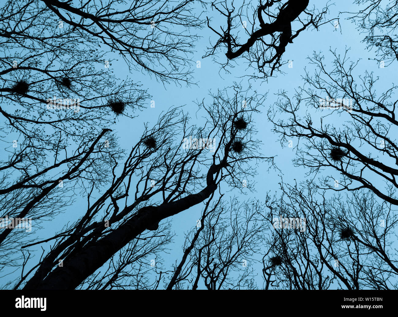 Rooks (Corvus frugilegus ) nest site, Rookery. View from woodland floor ...